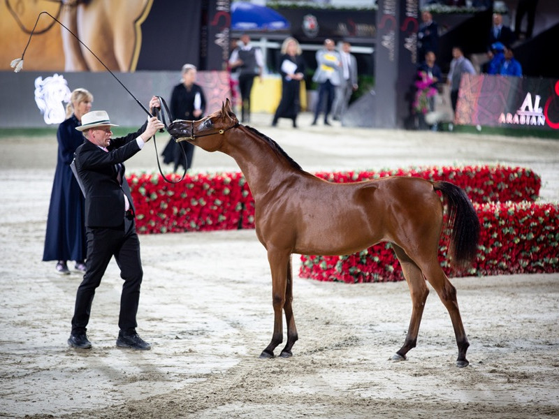 The Swift Runner - A Show with Horses' Well-being in Mind